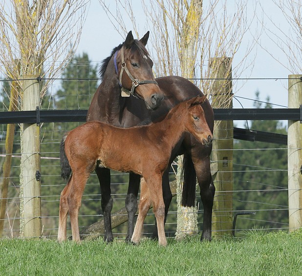 Belardo Pedigree Analysis - Haunui Farm