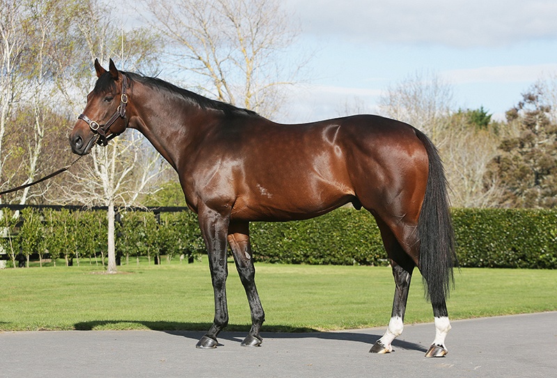 Ribchester Filly Fetches over Half a Million at Arqana - Haunui Farm