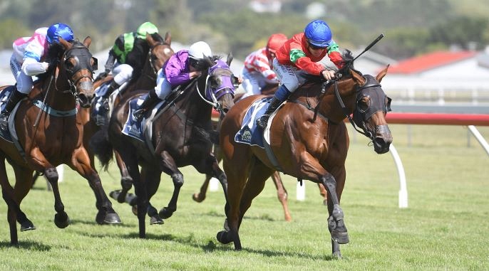 Promising stayer the Belle of the Ball at Wanganui - Haunui Farm