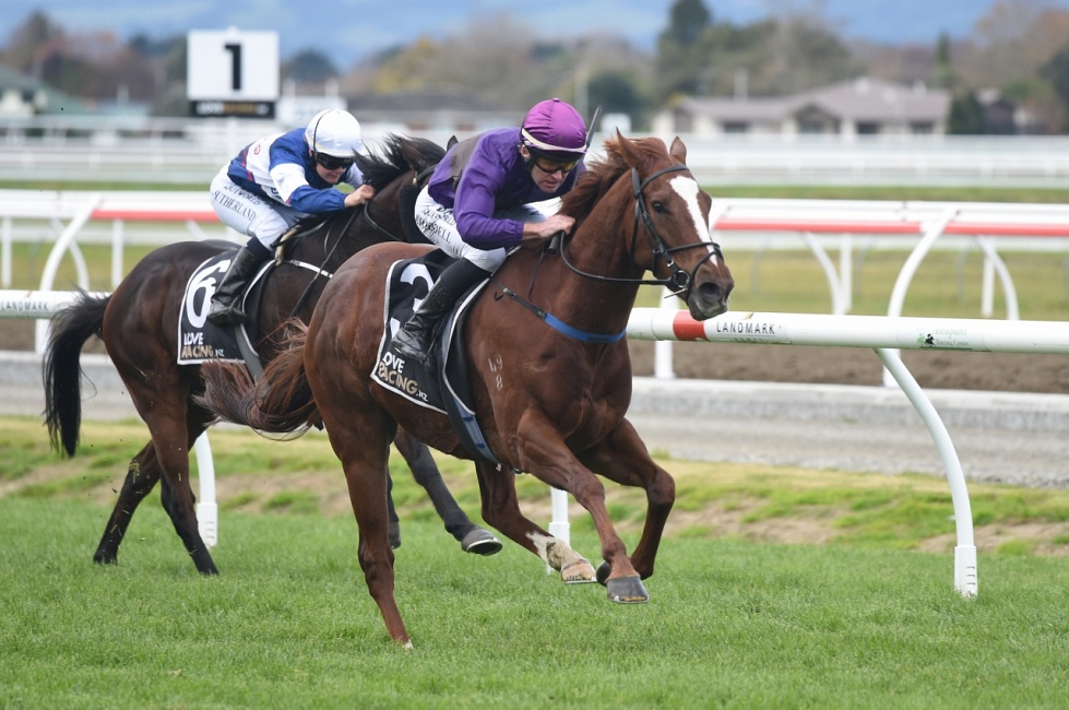 Belardo Boy back to winning form at Awapuni - Haunui Farm