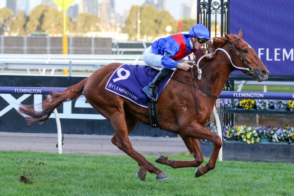 Bright future for Flemington winner Golden Path - Haunui Farm